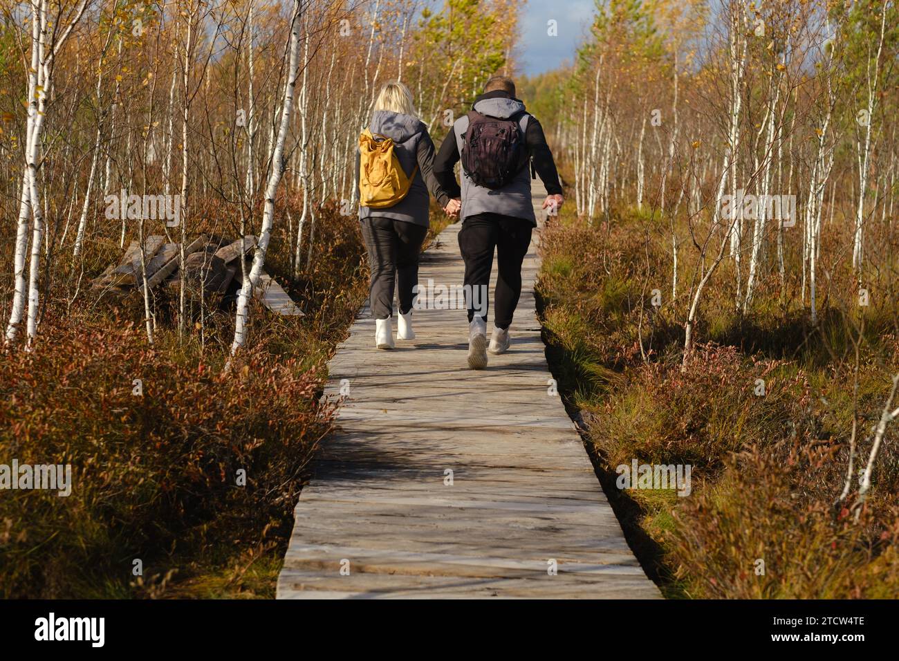 Two tourists walk along a wooden path in a swamp in Yelnya, Belarus ...