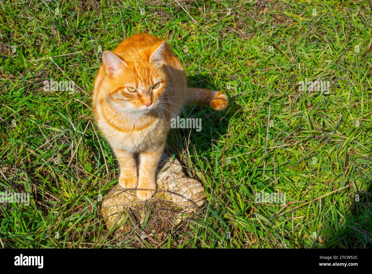 Orange tabby cat in the countryside Stock Photo - Alamy