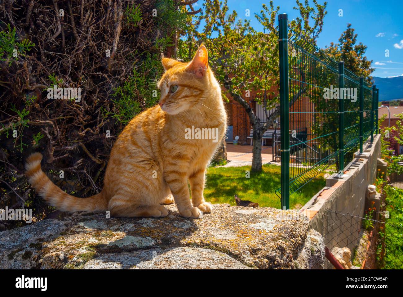 Gato tabby mirando hi-res stock photography and images - Alamy