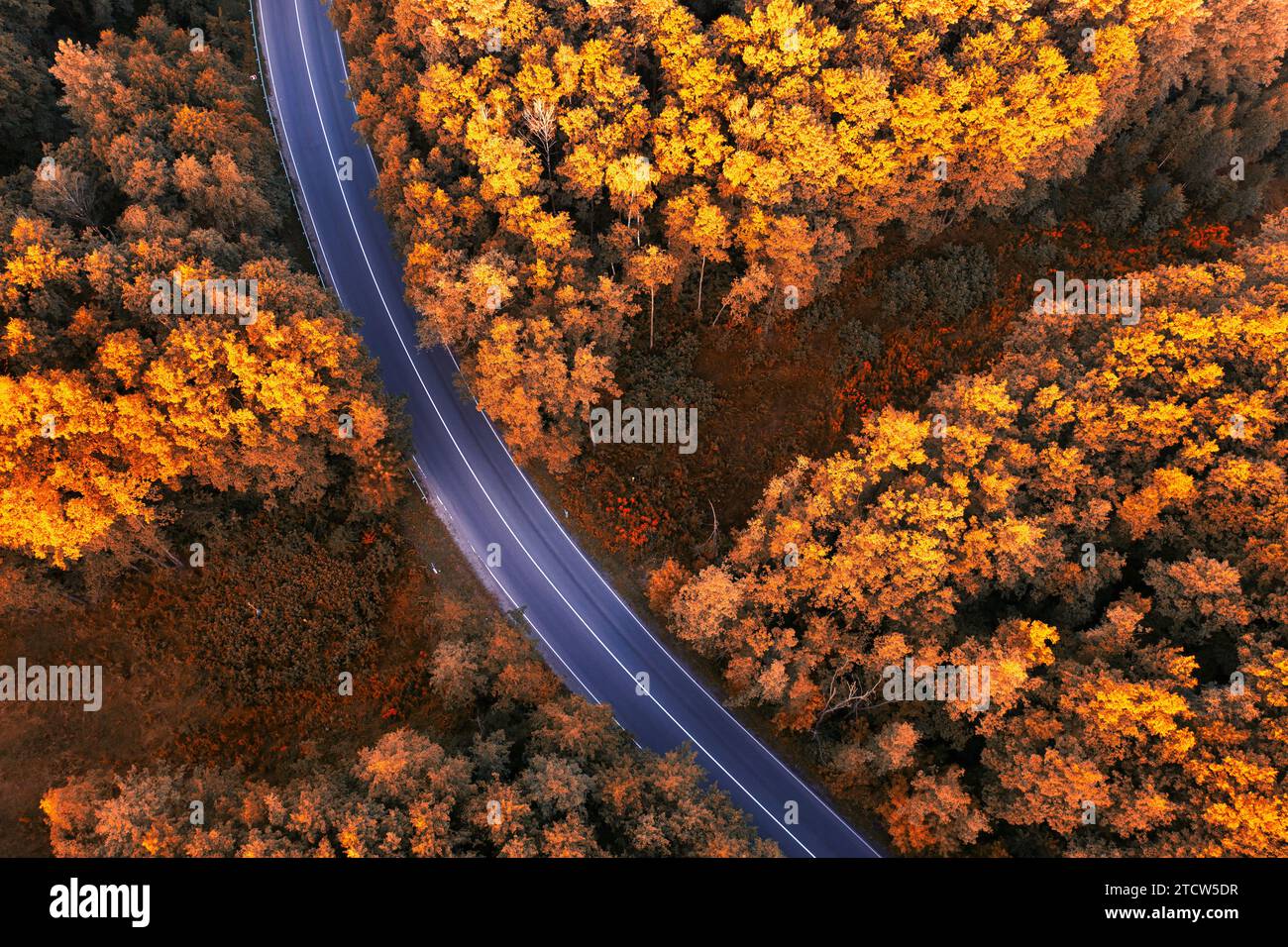 Aerial Symphony: Asphalt Road Carving Through Vibrant Forest Stock Photo - Alamy