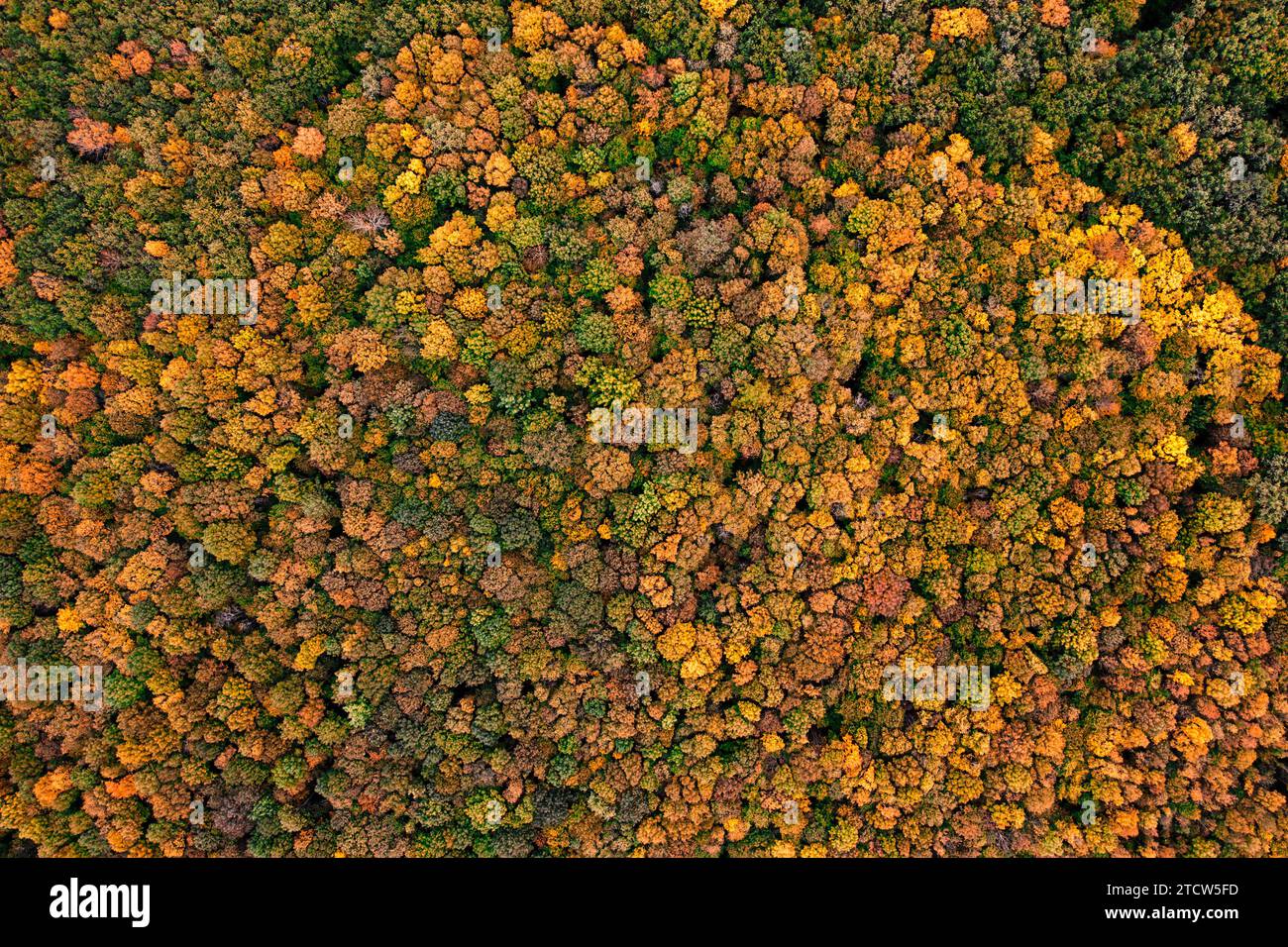 Aerial Symphony: Witnessing the Fall Dance of Colors from Above Stock ...