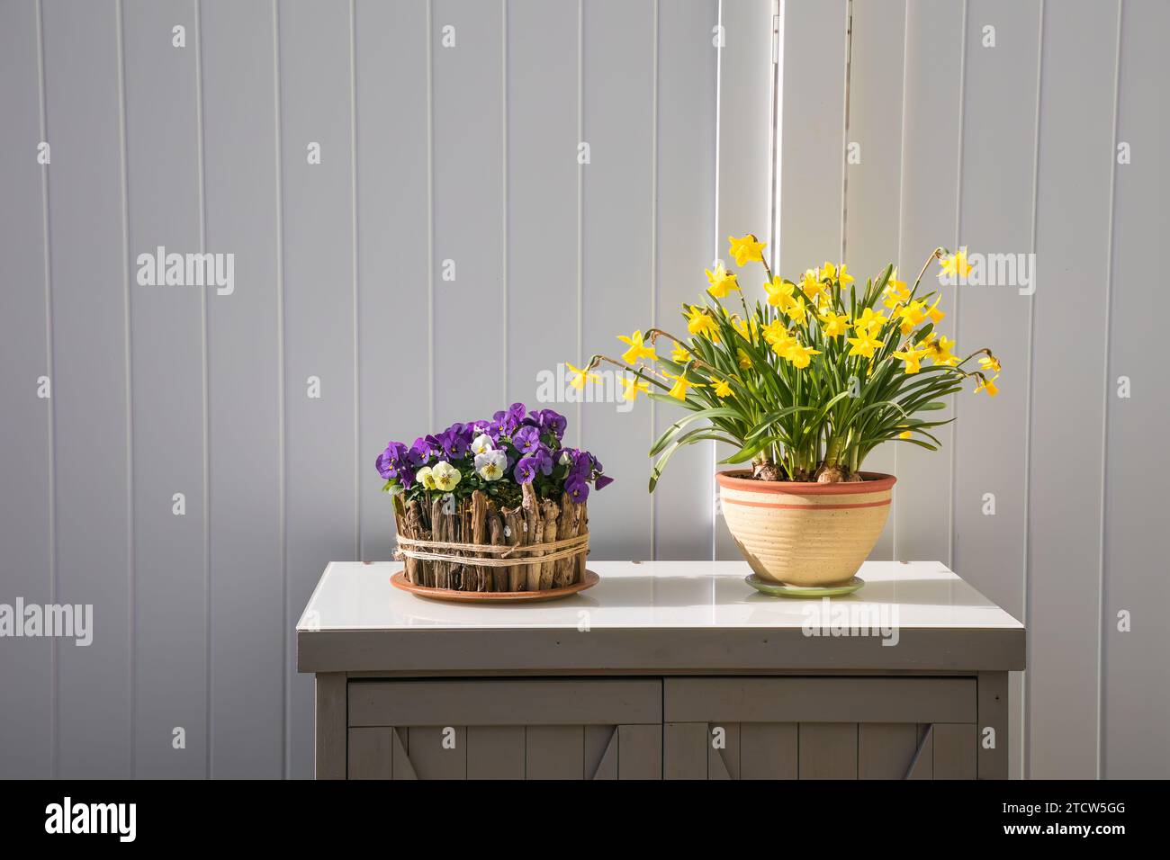 Arrangement of daffodils (narcissus) and homet violets (viola comuta ...