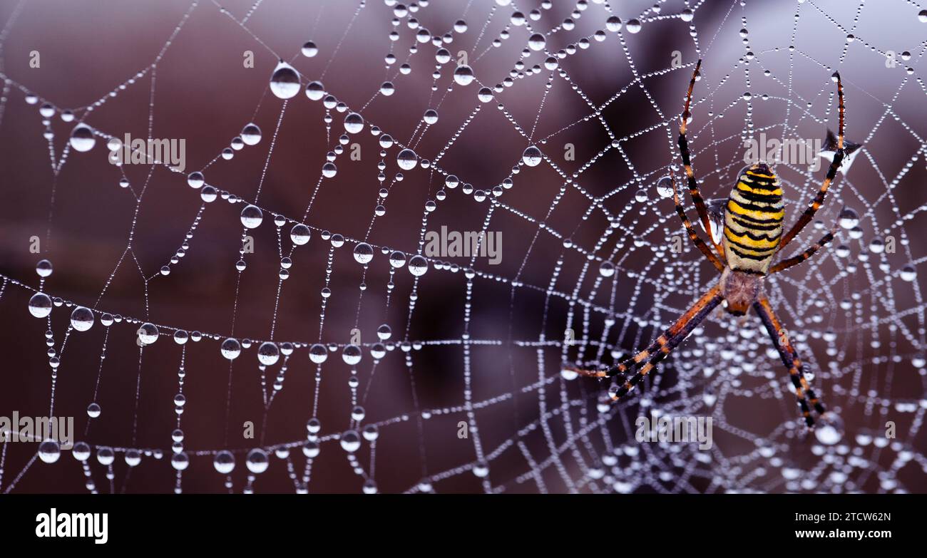 Arachnid Ballet: Spider Dances Amidst Dew-Kissed Webs Stock Photo - Alamy