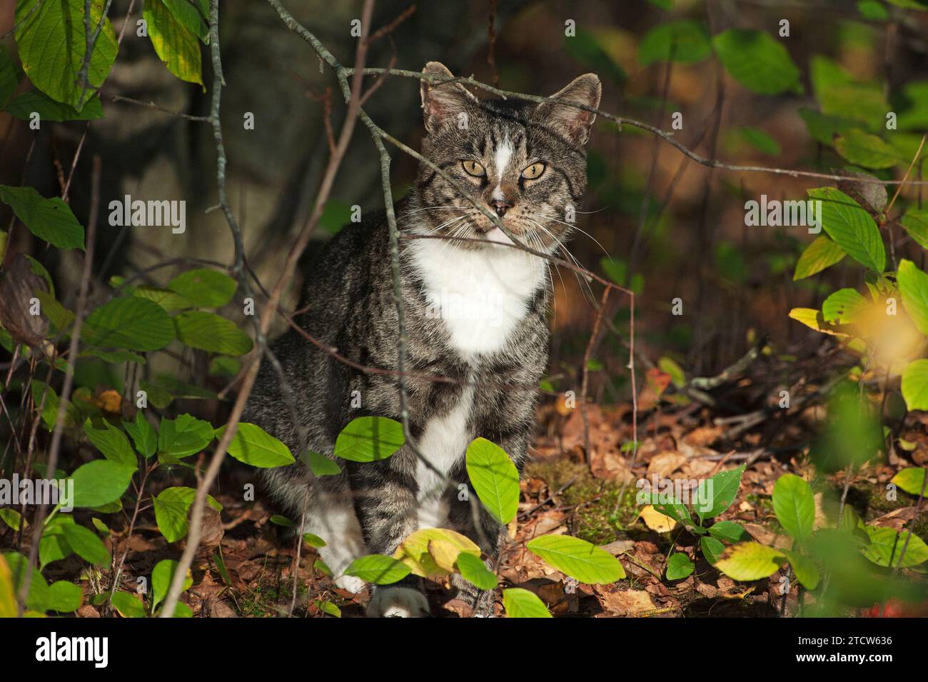 Feral animals hi-res stock photography and images - Alamy