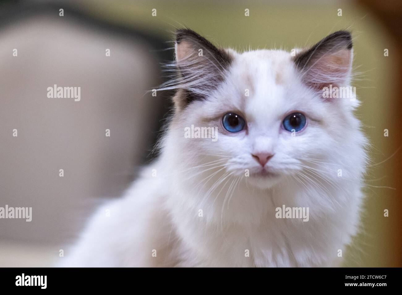 Cute, small Ragdoll cat. 3 months old Stock Photo - Alamy