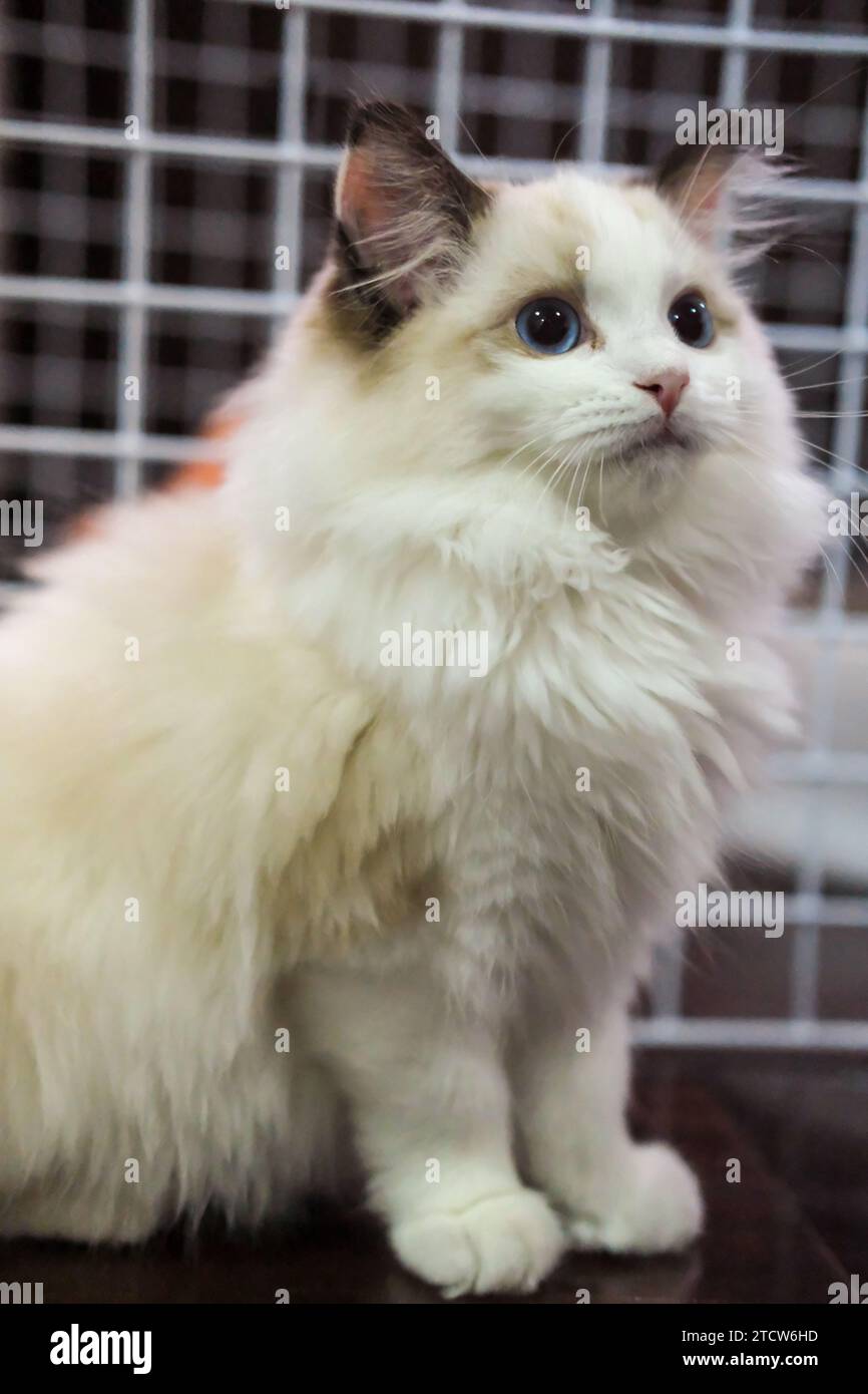 Cute, small Ragdoll cat. 3 months old standing. with cage background ...