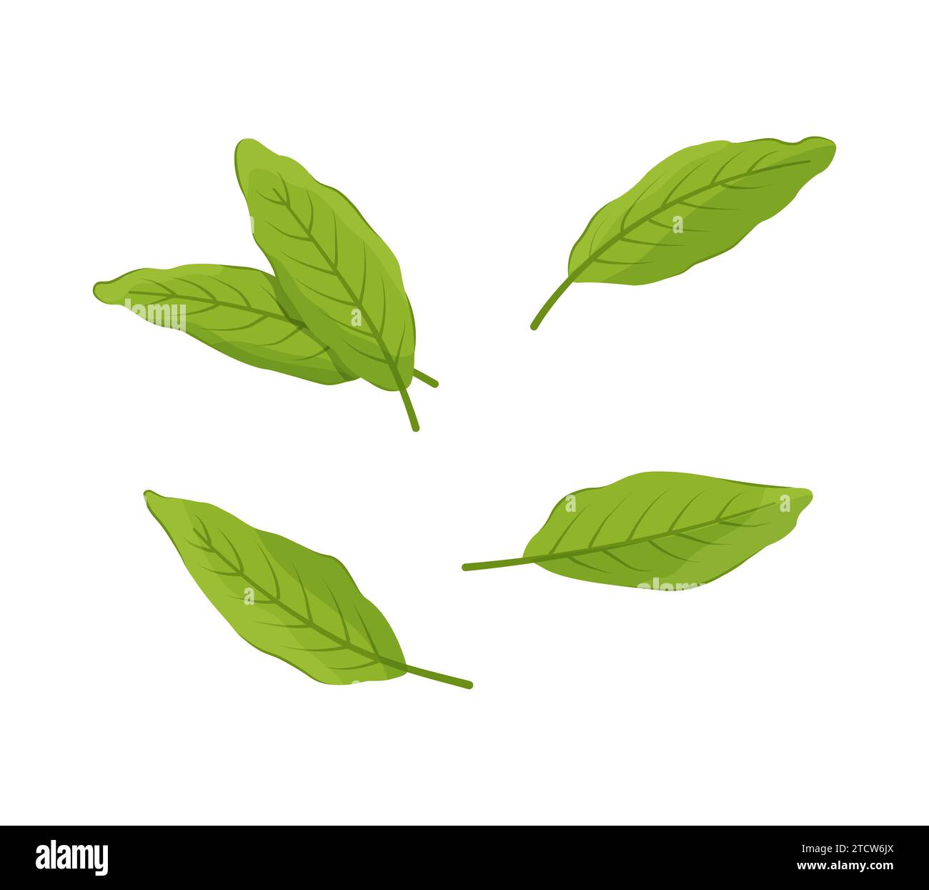 Ginger leaf set in cartoon style, vector illustration isolated on white ...