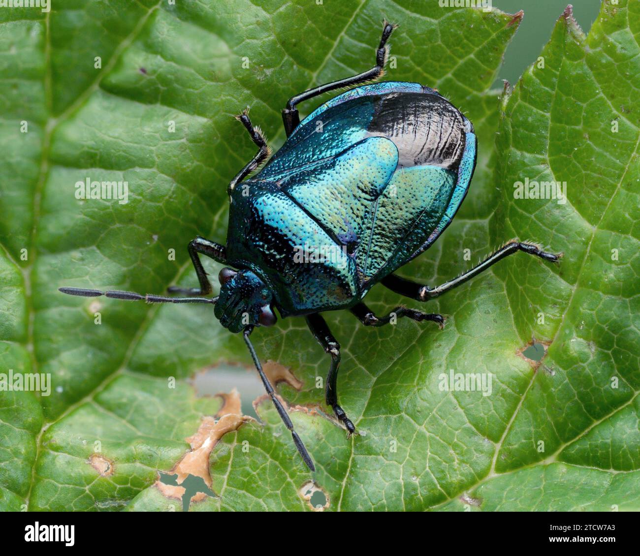 Blue Shieldbug (Zicrona caerulea) on plant leaf. Tipperary, Ireland ...