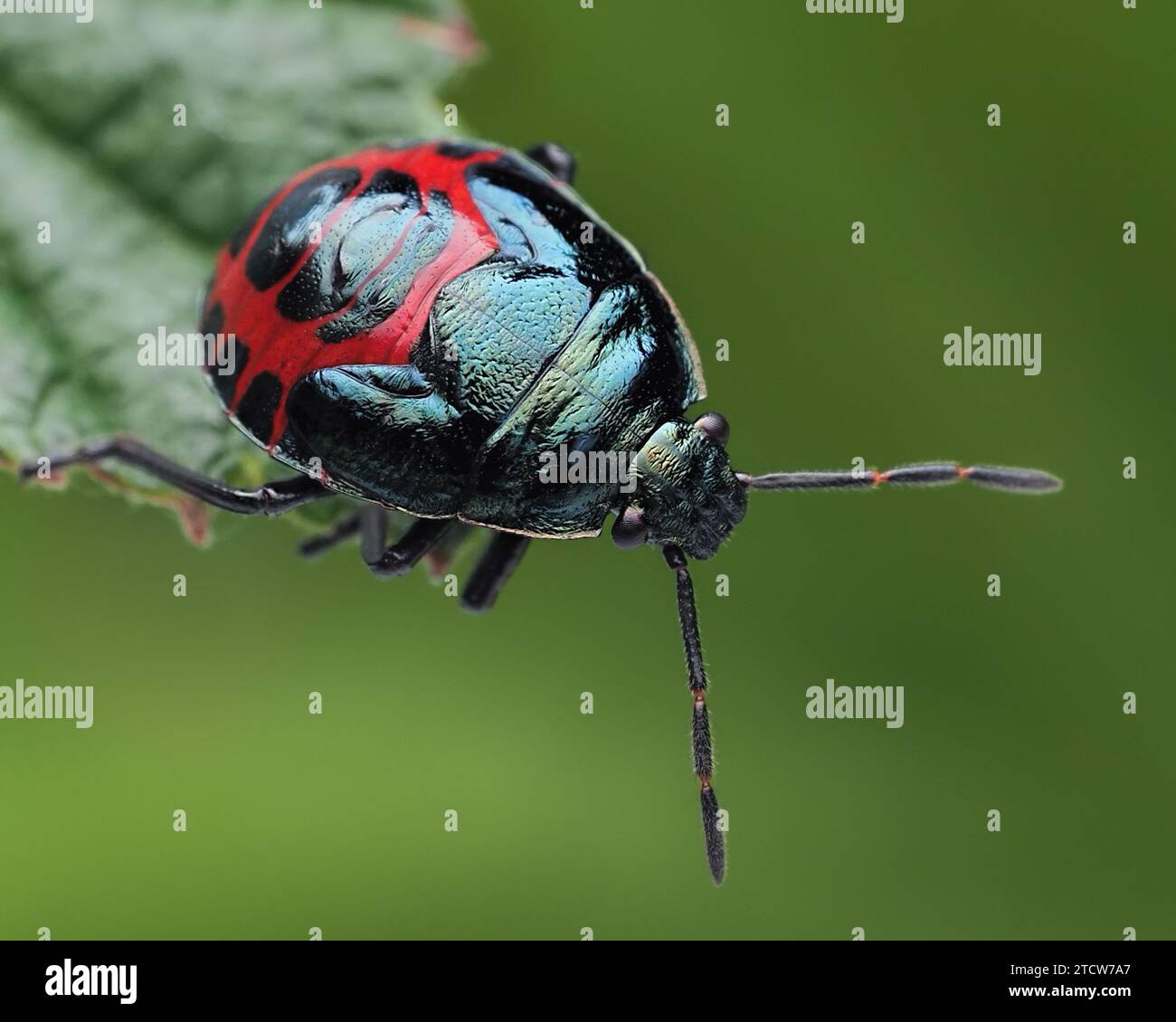 Blue Shieldbug final instar nymph (Zicrona caerulea) on tip of leaf ...