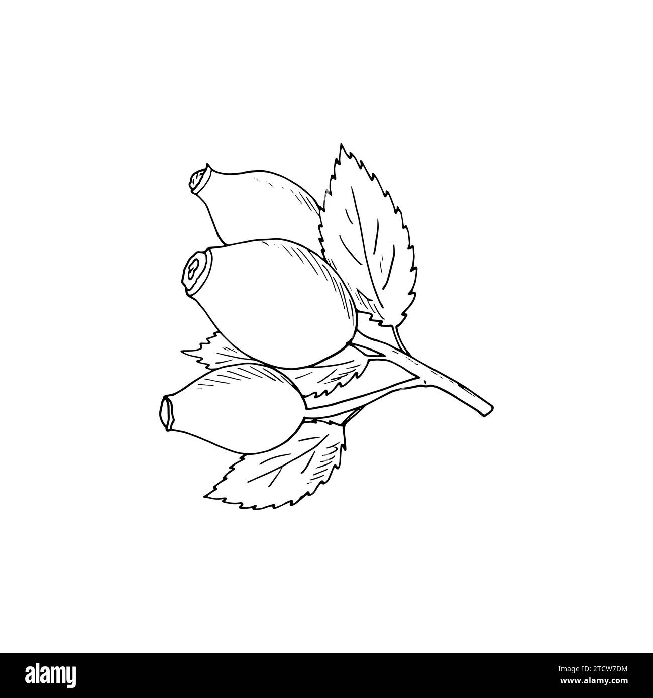 Rosehip vector hand-drawn illustration. Isolated berry branch sketch on ...