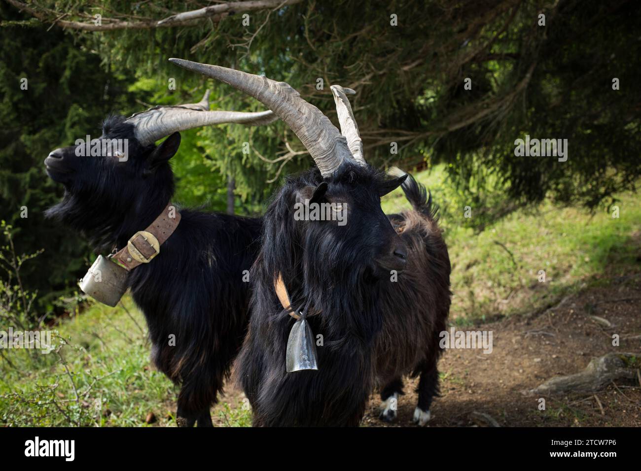 Schwarze ziegen hi-res stock photography and images - Alamy