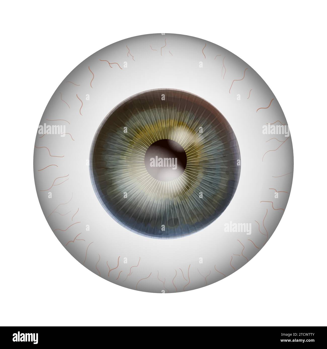 Realistic human eyeball. Retina anatomy Stock Vector Image & Art - Alamy