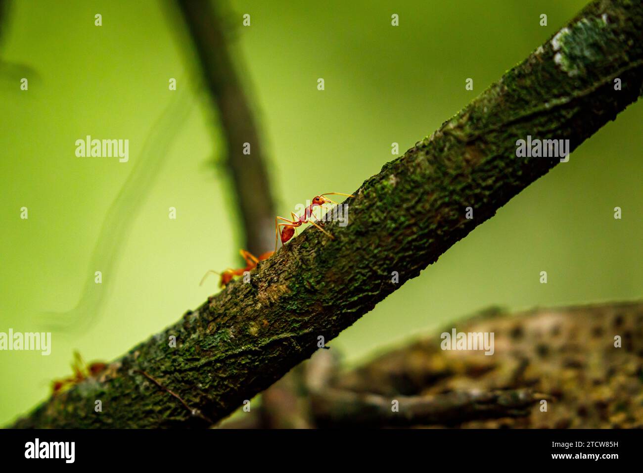 Jungle insects hi-res stock photography and images - Alamy