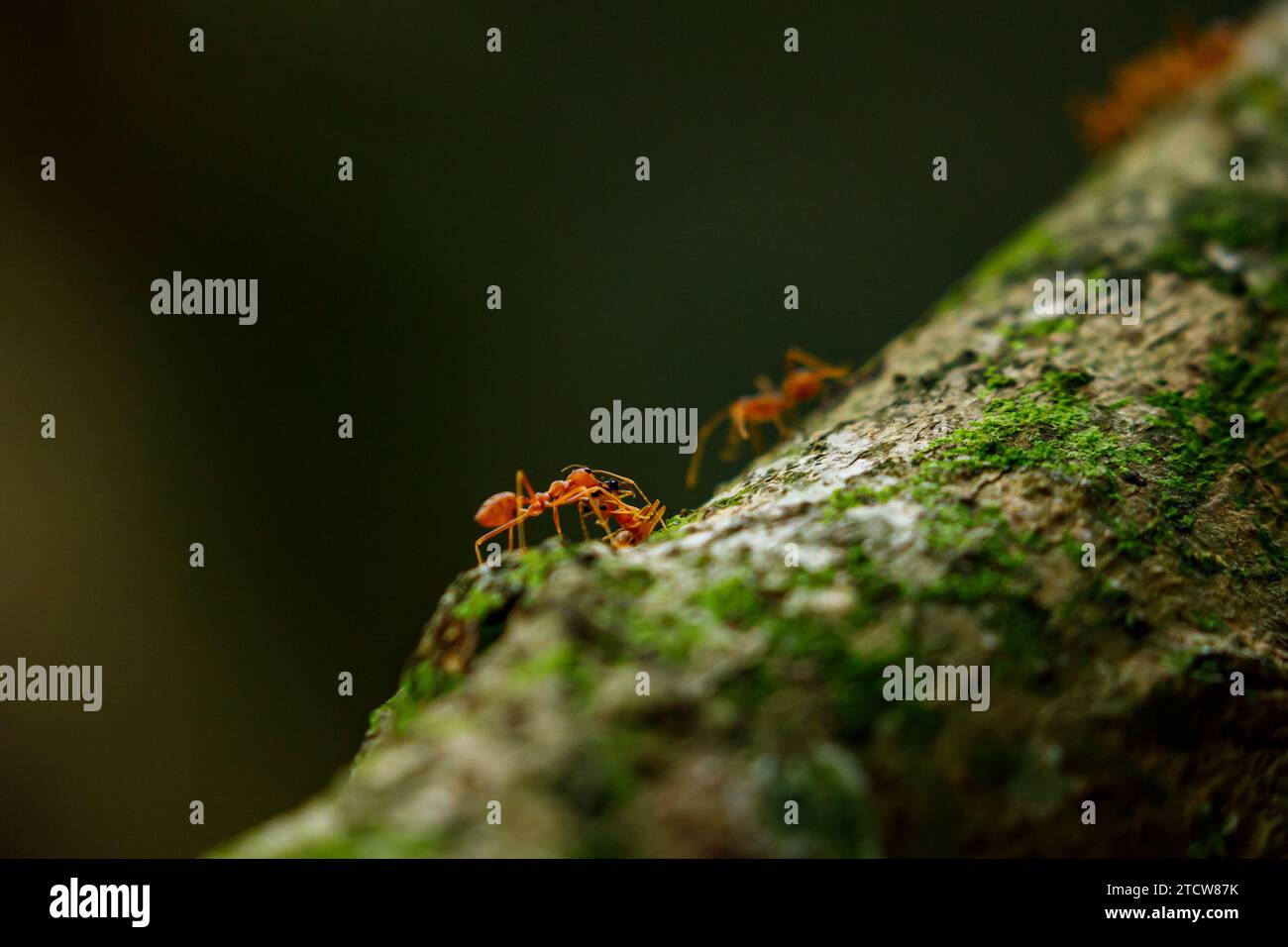 Jungle insects hi-res stock photography and images - Alamy