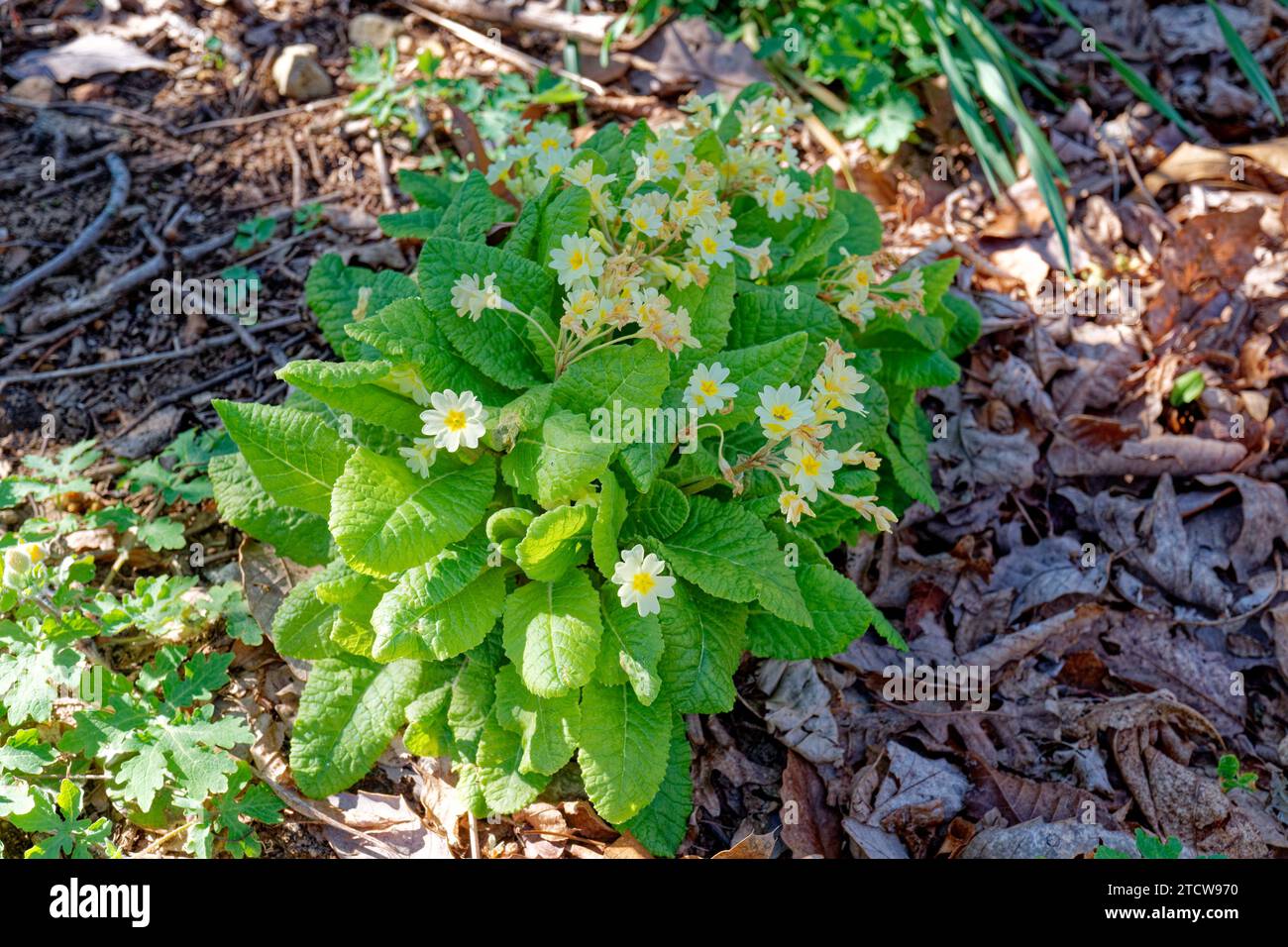 Little clusters of white flowers with yellow centers on a stem with ...