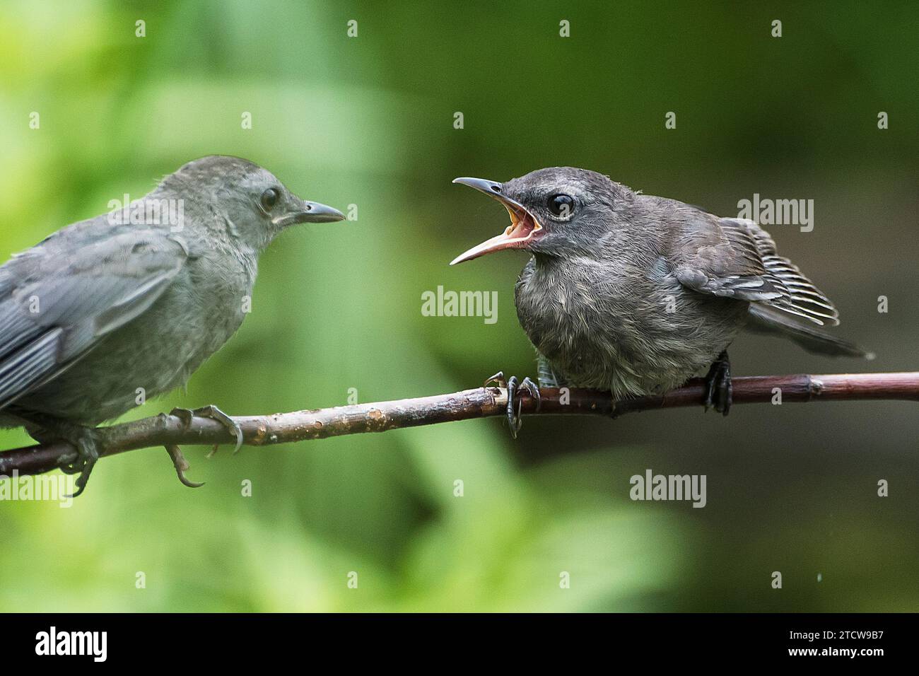 Young catbird hi-res stock photography and images - Alamy