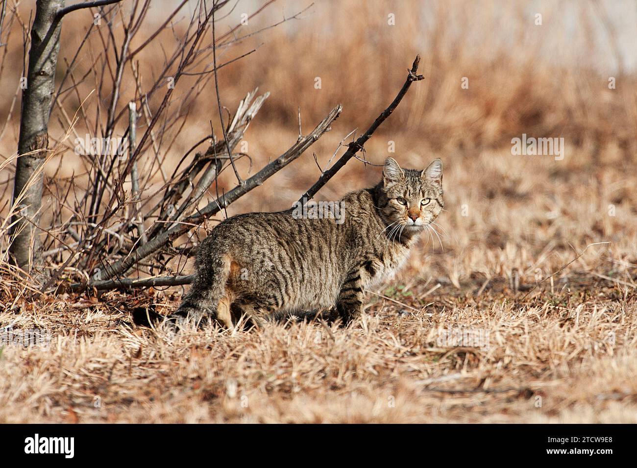 Feral animals hi-res stock photography and images - Alamy