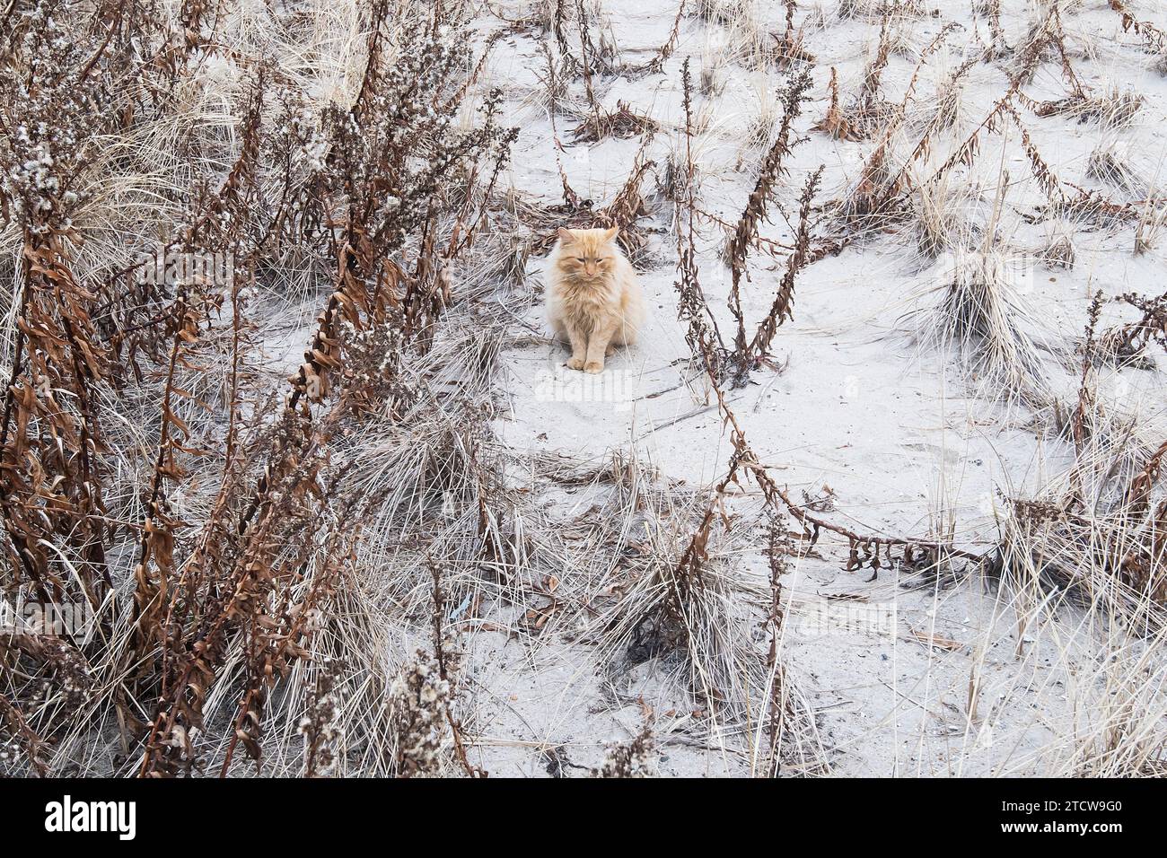Feral cat in beach habitat Stock Photo - Alamy