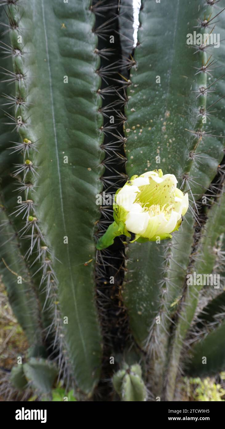 Closeup of plant cereus jamacaru with flower also known as Queen of the ...