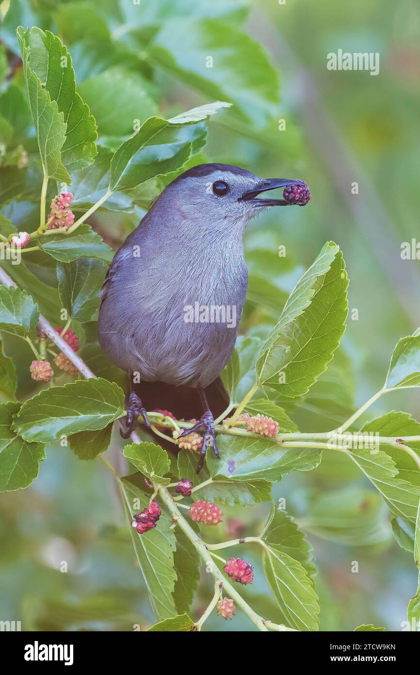 Mulberries bird hi-res stock photography and images - Alamy