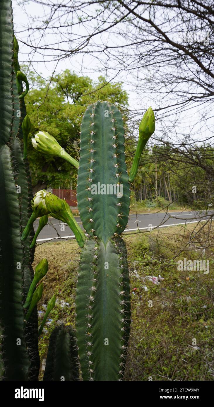 Closeup of plant cereus jamacaru with flower also known as Queen of the ...