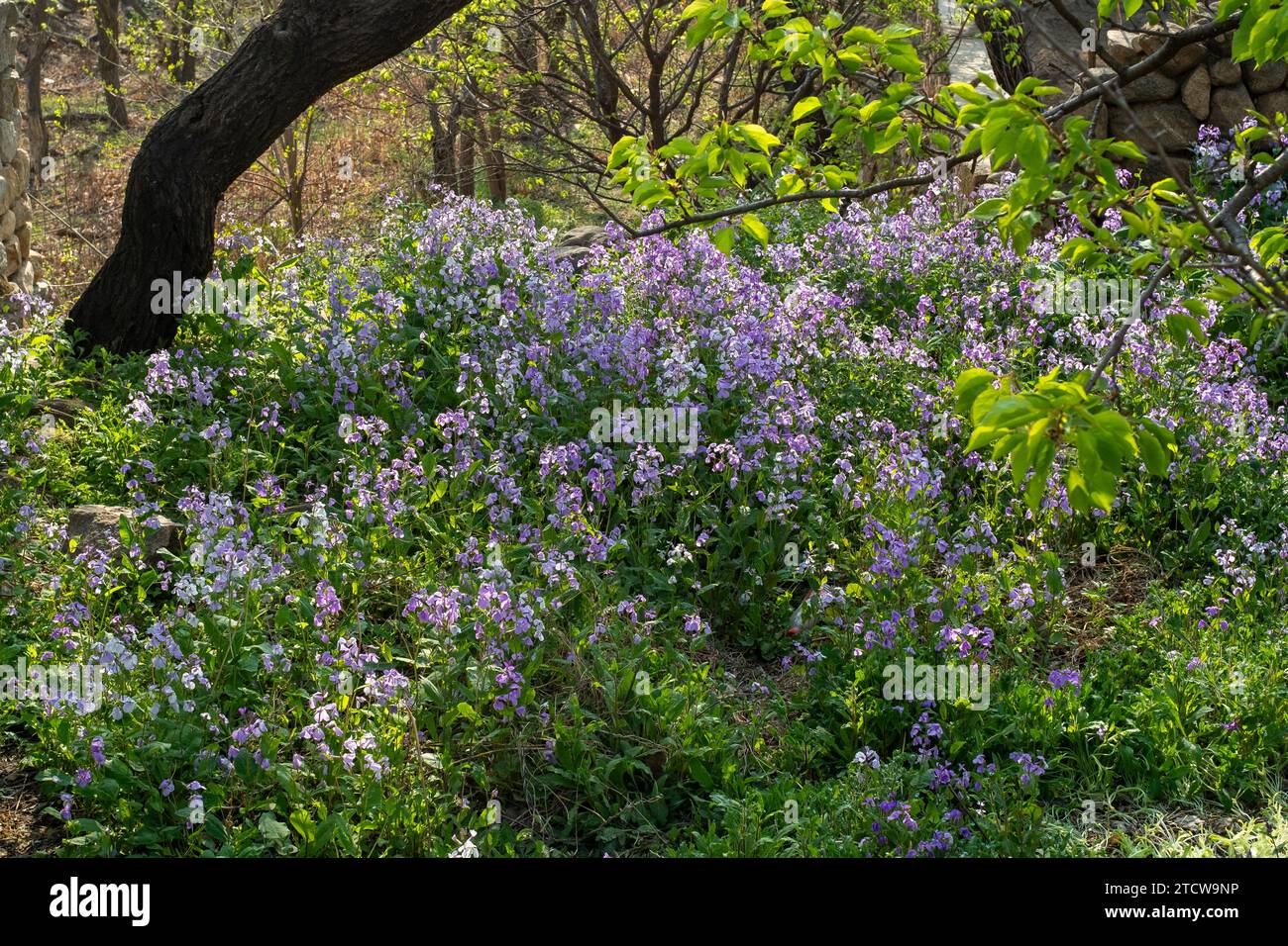 Chinese violet cress in spring Stock Photo - Alamy