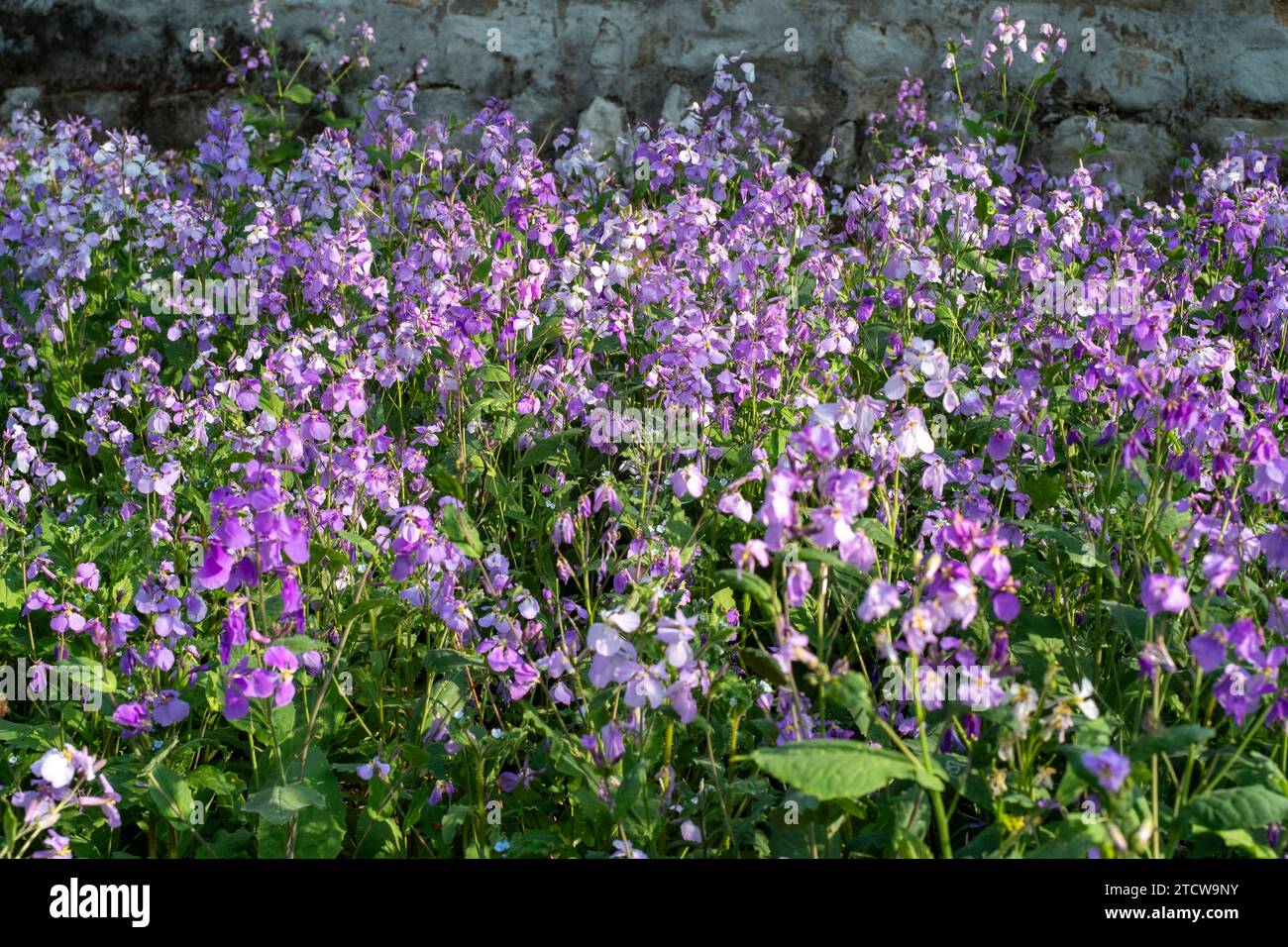Chinese violet cress in spring Stock Photo - Alamy