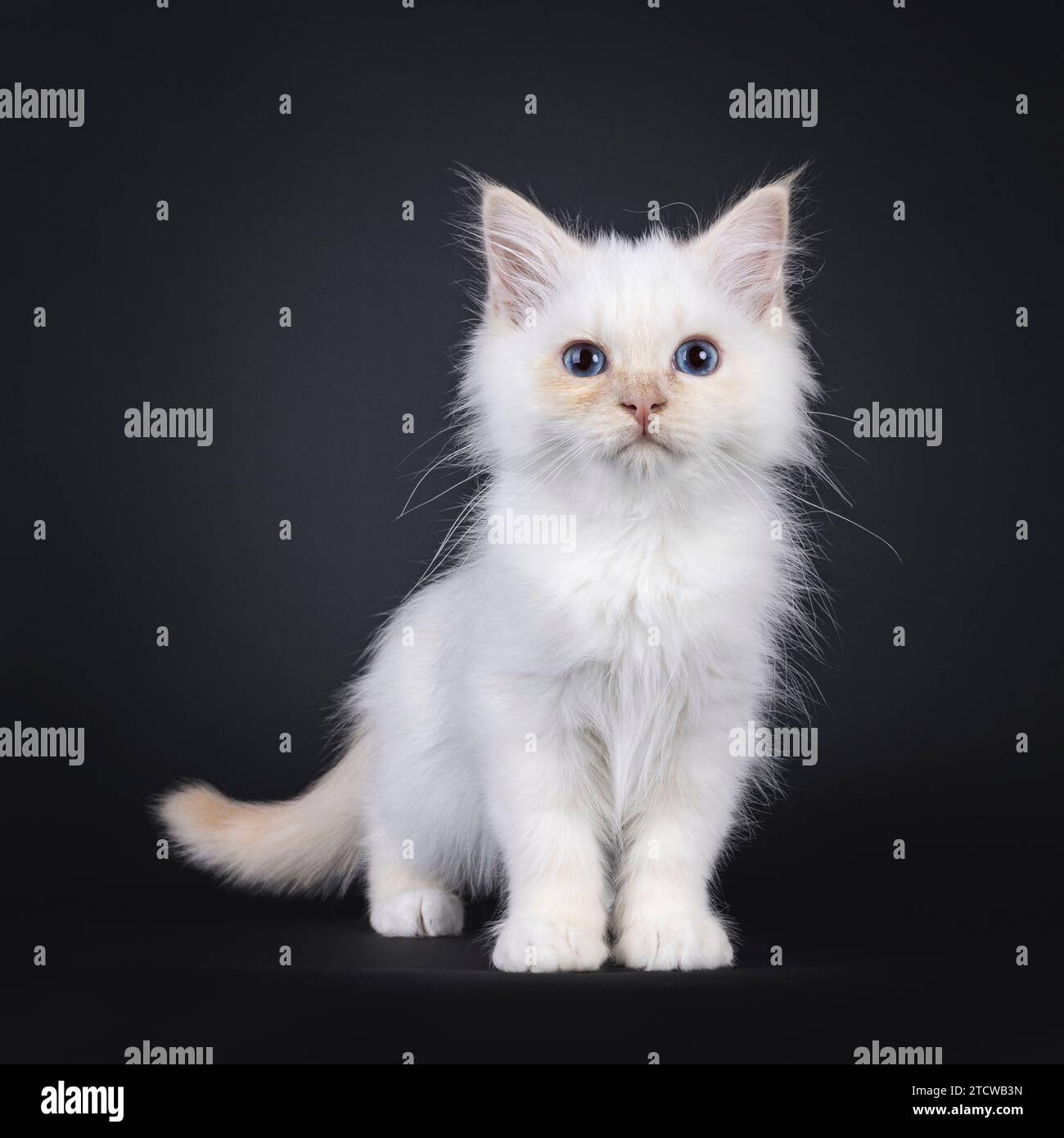 Cute red point Sacred Birman cat kitten, standing facing front. Looking ...