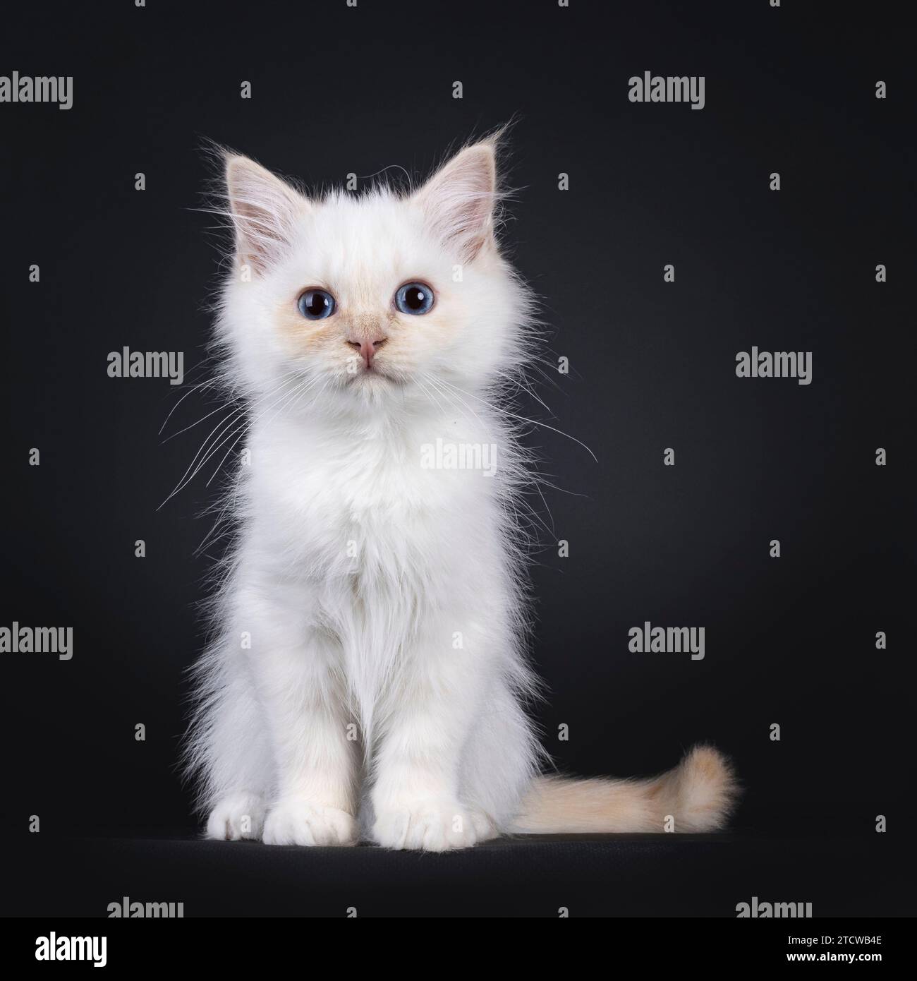 Cute red point Sacred Birman cat kitten, sitting up facing front ...