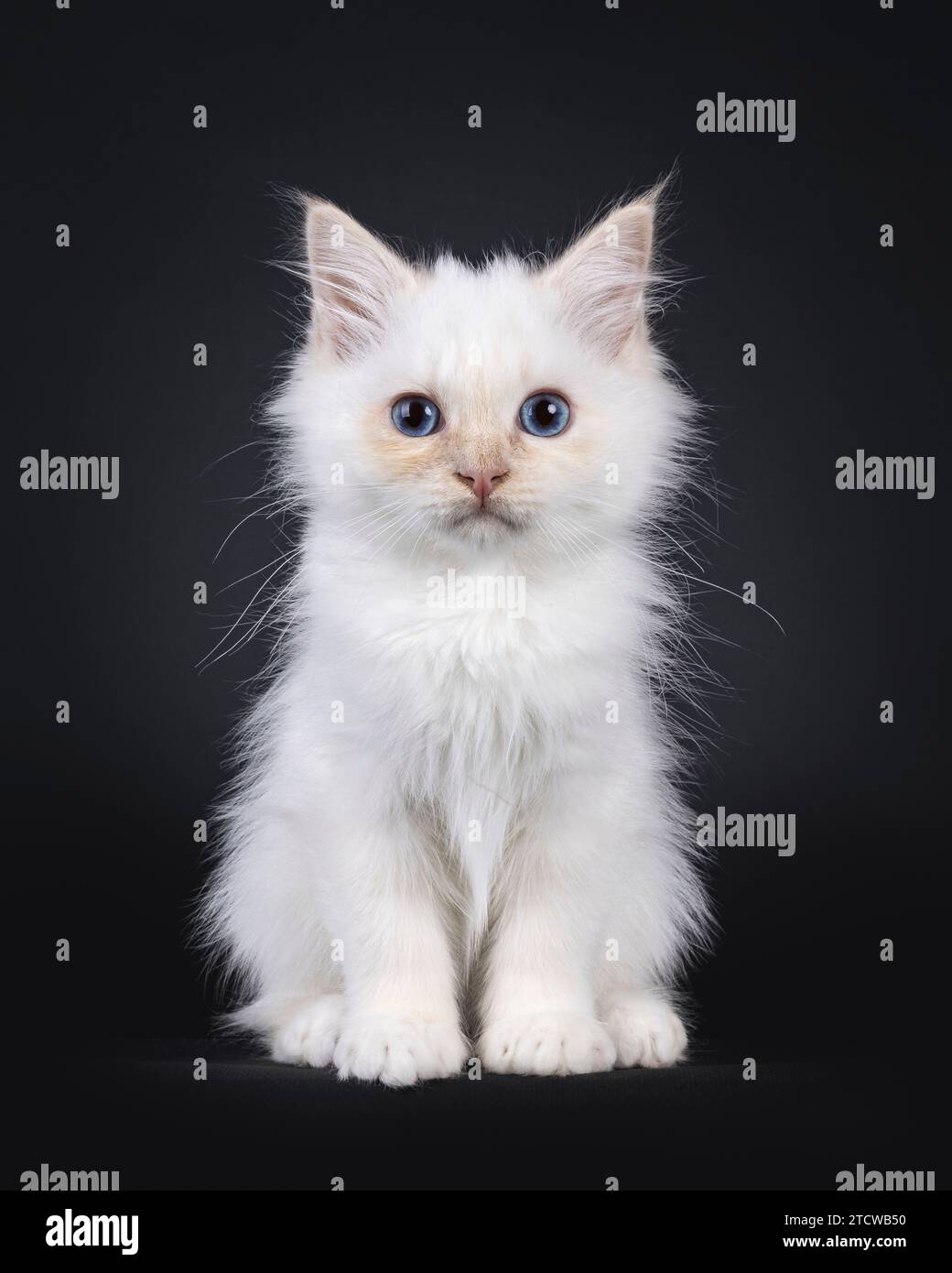 Cute red point Sacred Birman cat kitten, sitting up facing front ...