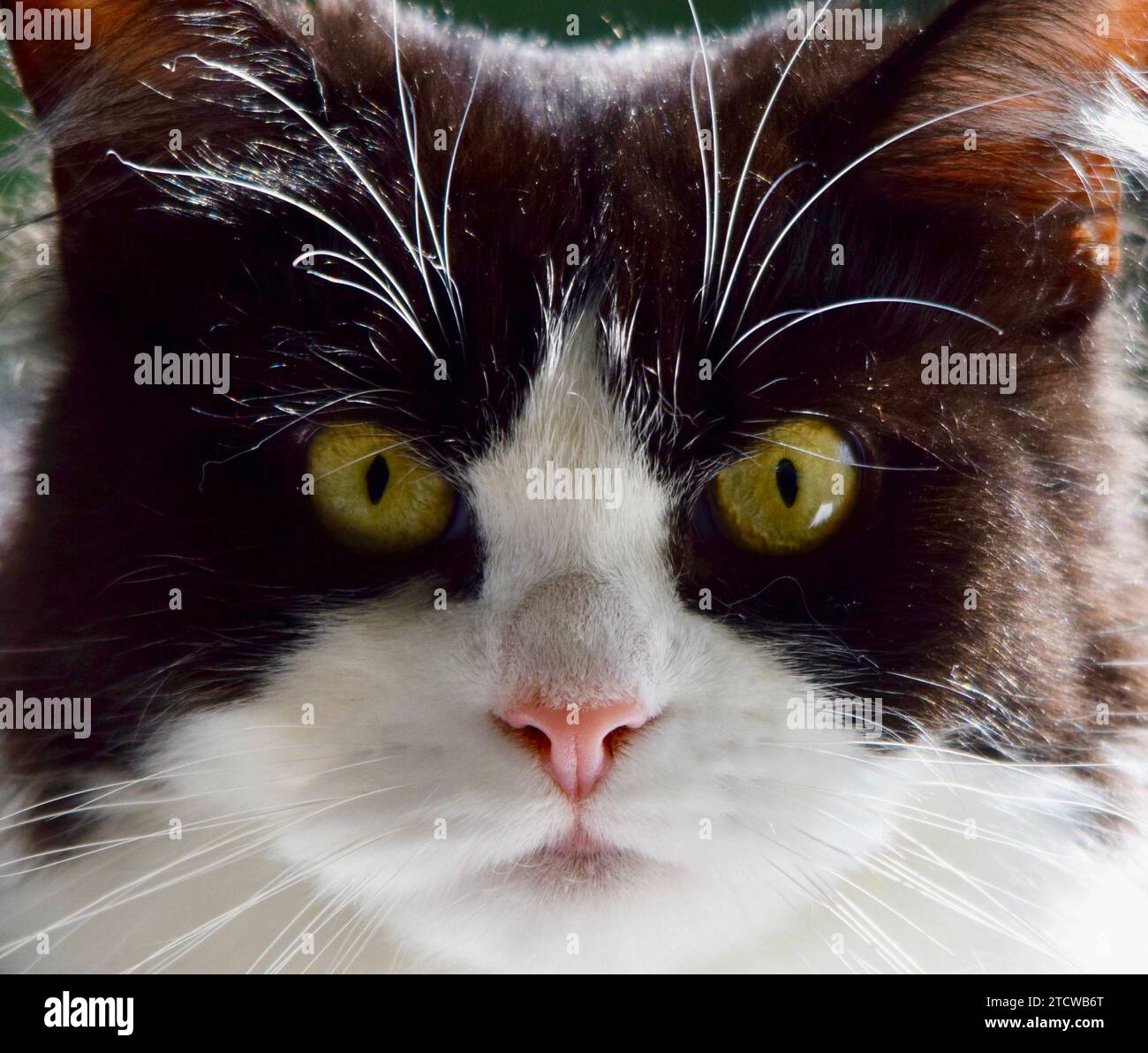 A close up photograph of the face of a black and white female ...