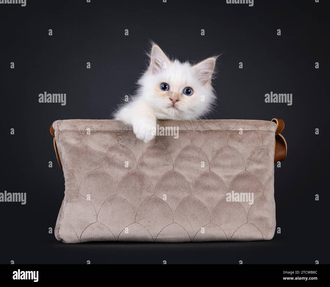 Cute red point Sacred Birman cat kitten, sitting invelvet basket ...