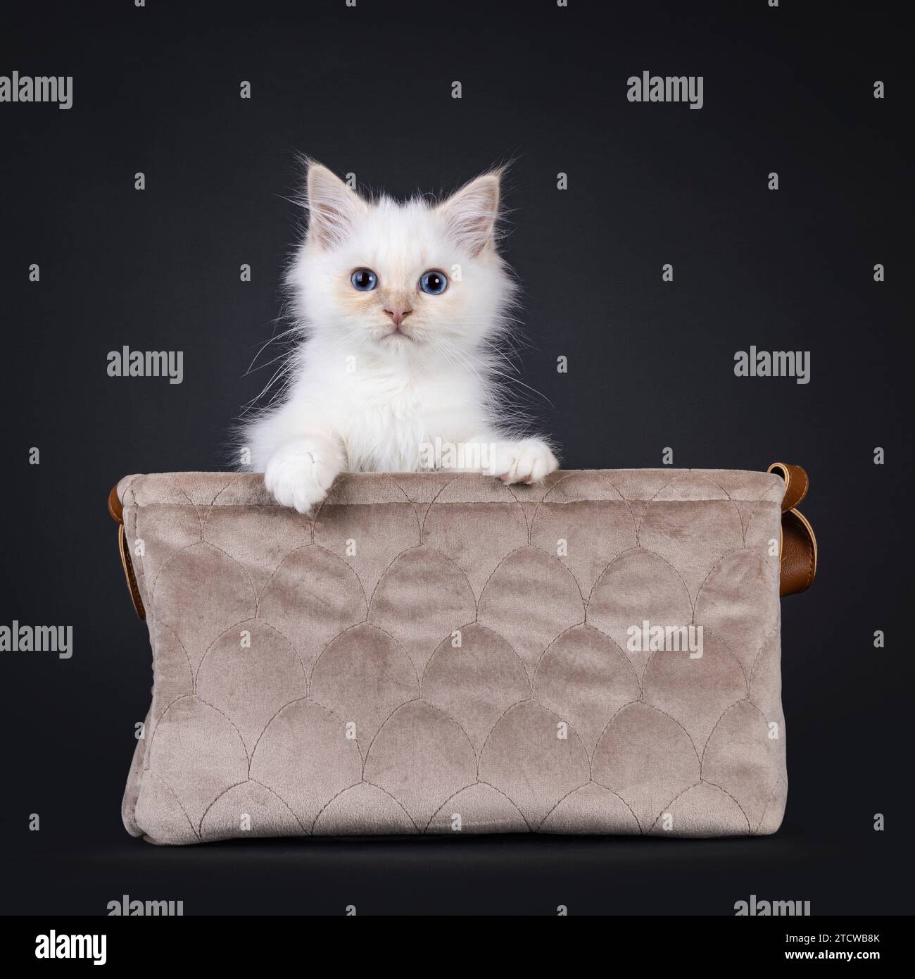 Cute red point Sacred Birman cat kitten, sitting invelvet basket ...