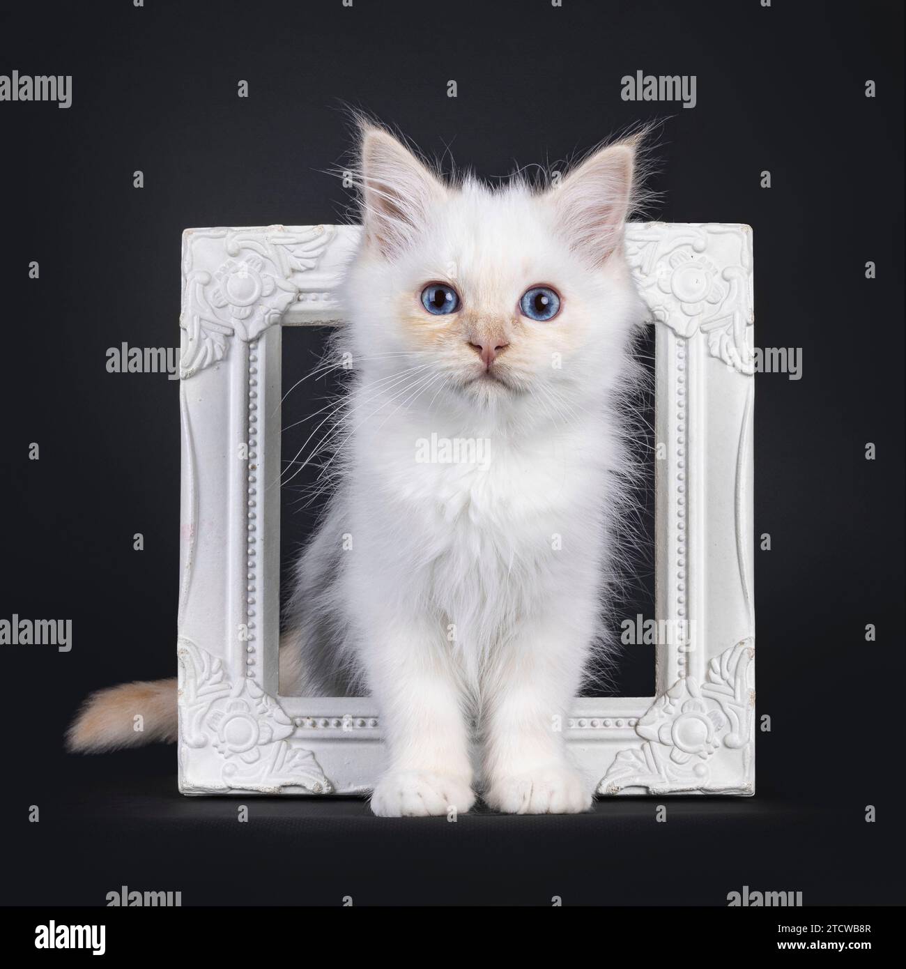 Cute red point Sacred Birman cat kitten, standing through picture frame ...
