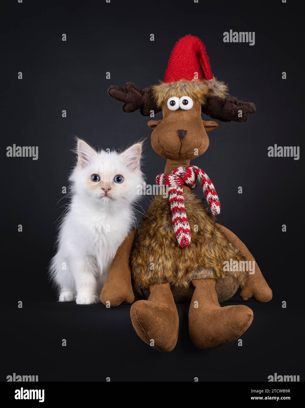 Cute red point Sacred Birman cat kitten, ssitting next to toy reindeer ...