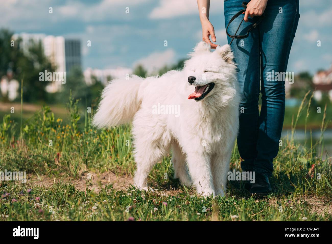 Funny Young White Samoyed Dog Or Bjelkier, Smiley, Sammy Standing Near ... Funny Young White Samoyed Dog Or Bjelkier, Smiley, Sammy Standing Near ...