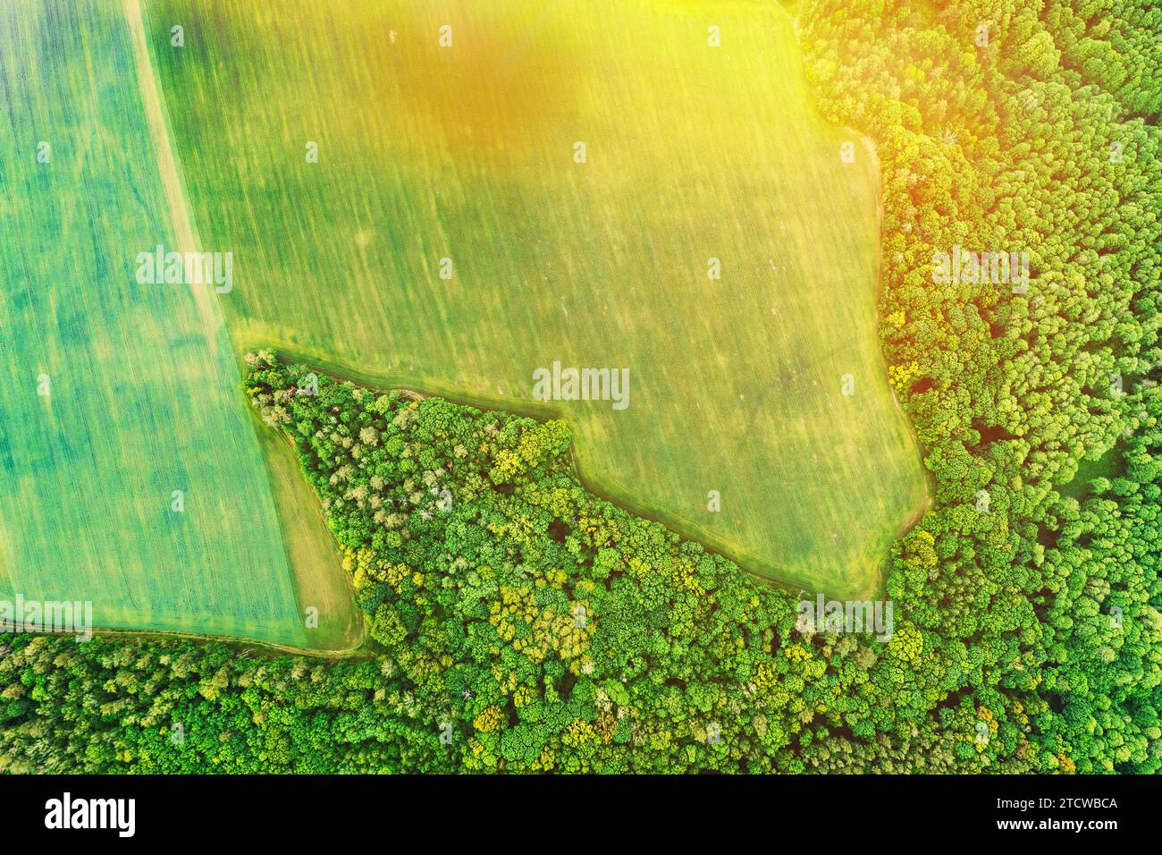 Large scale tree planting hi-res stock photography and images - Alamy