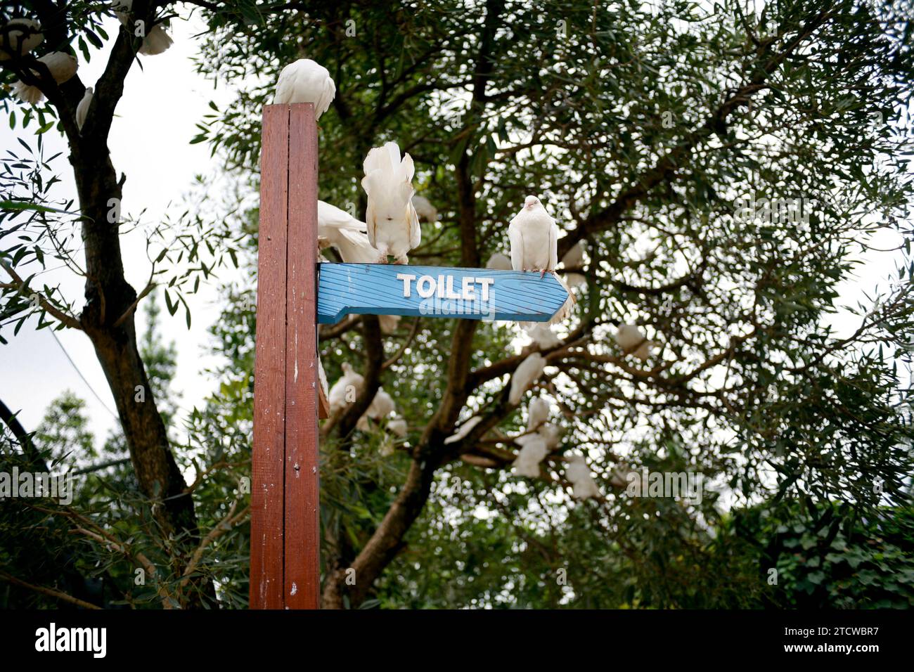 toilet sign text with a group of pigeons sitting Stock Photo - Alamy