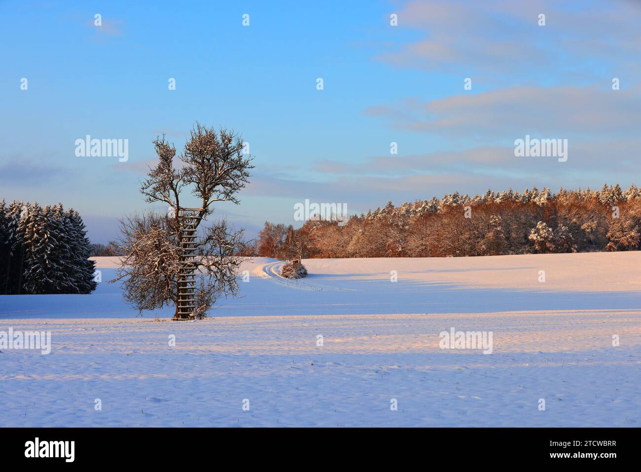 Winter, Baum, Bayern, Oberpfalz, Winterbaum, Schnee, Eis ...
