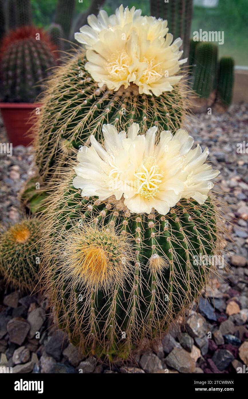 Parodia claviceps, cactaceae. Ornamental succulent plant. rare cactus ...
