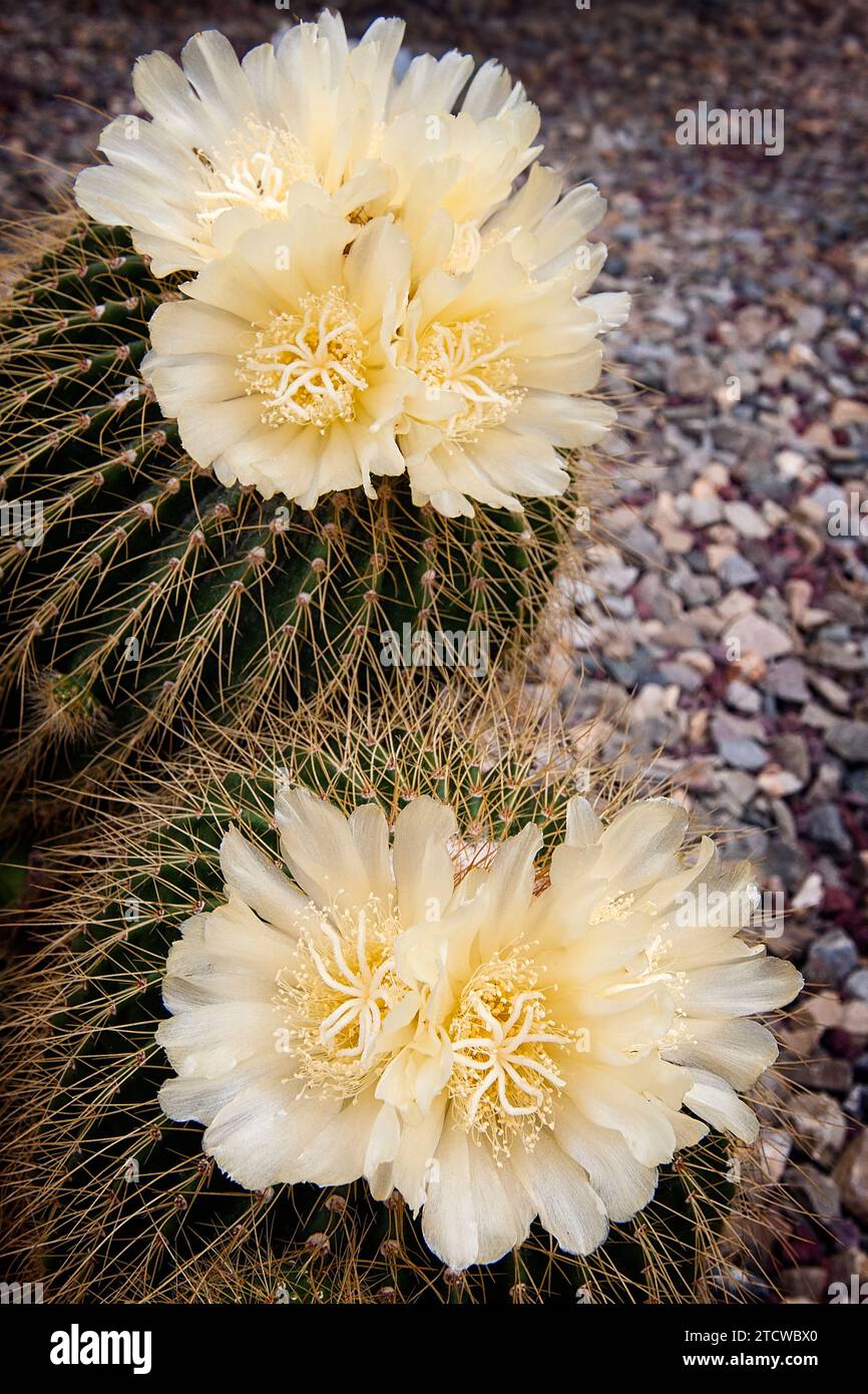 Parodia claviceps, cactaceae. Ornamental succulent plant. rare cactus ...