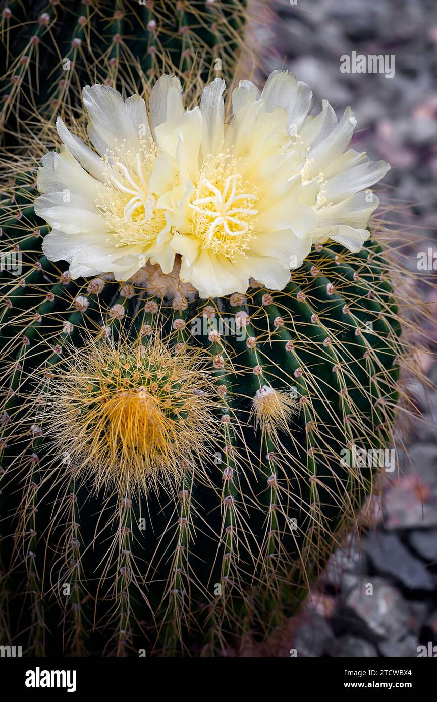 Parodia claviceps, cactaceae. Ornamental succulent plant. rare cactus ...