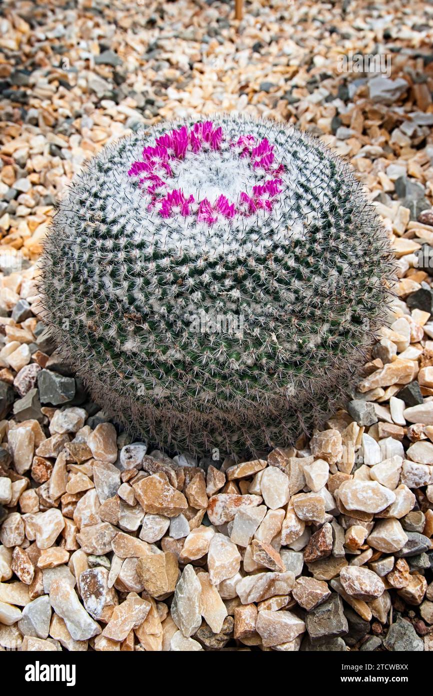Old lady cactus (Mammillaria hahniana), cactaceae. Ornamental succulent ...