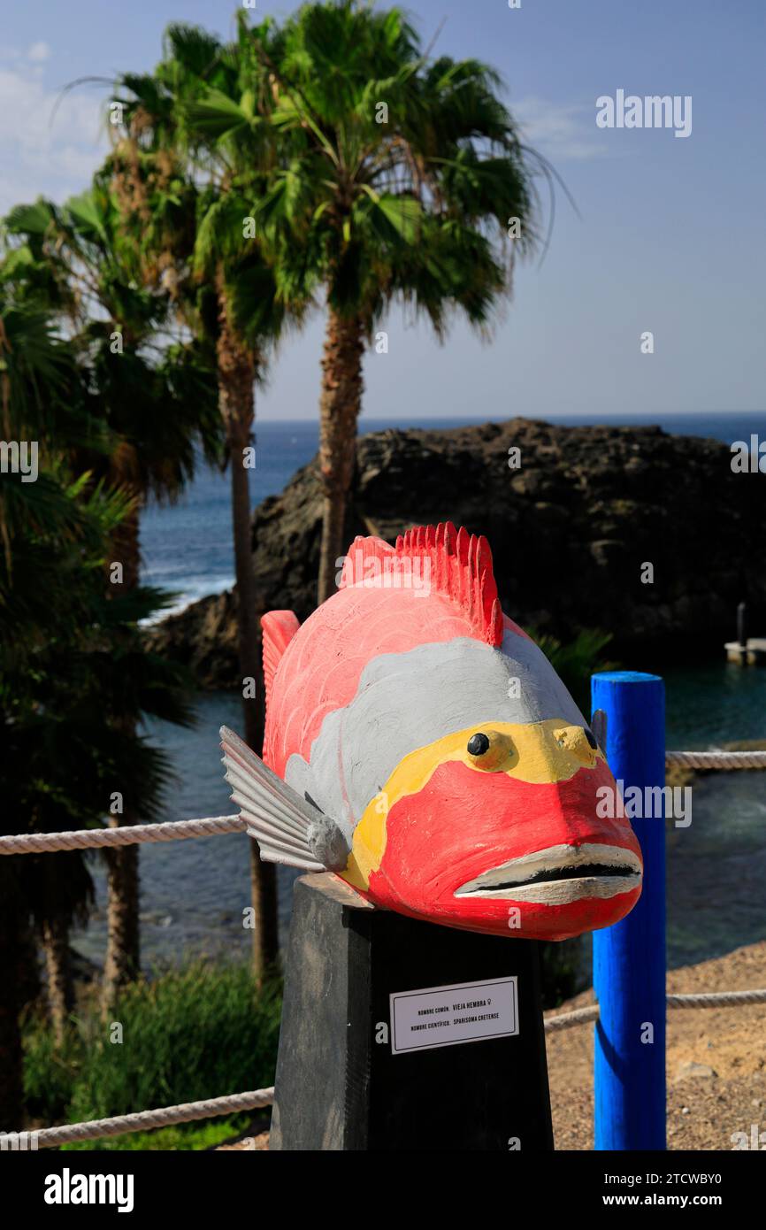 Sculpture of Mediterranean parrotfish Sparisoma cretense, above the ...