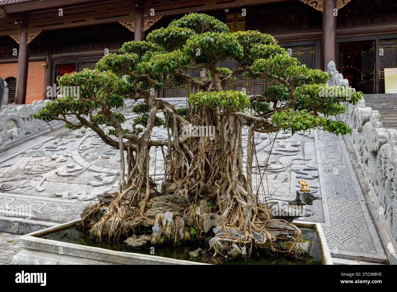 Bonsai Tree in the temple Bai Dinh in Vietnam Stock Photo - Alamy