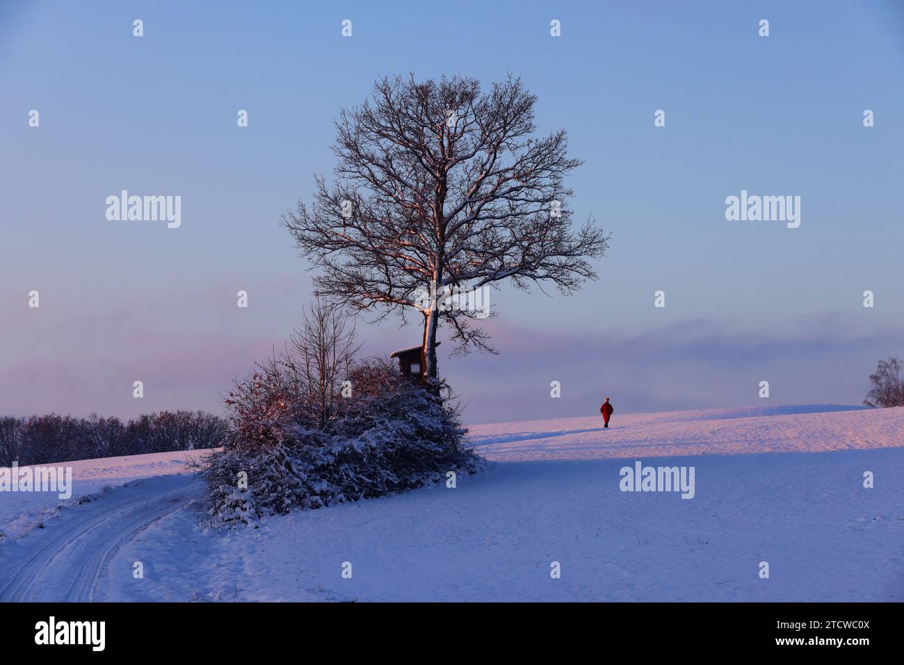 Winter, Baum, Bayern, Oberpfalz, Winterbaum, Schnee, Eis ...