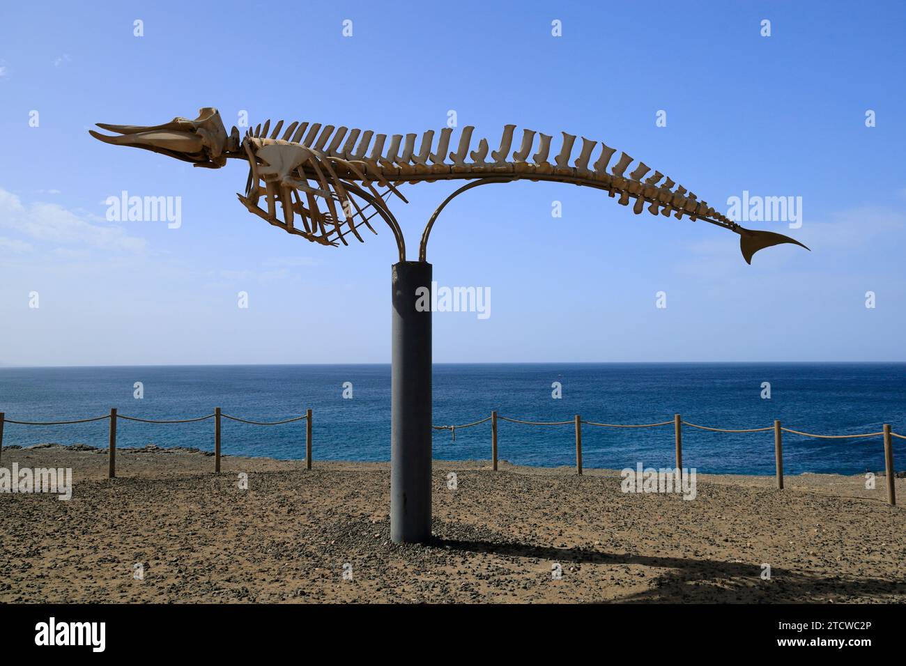 Cuvier's Beaked Whale Skeleton (Ziphius cavirostris), El Cotillo ...