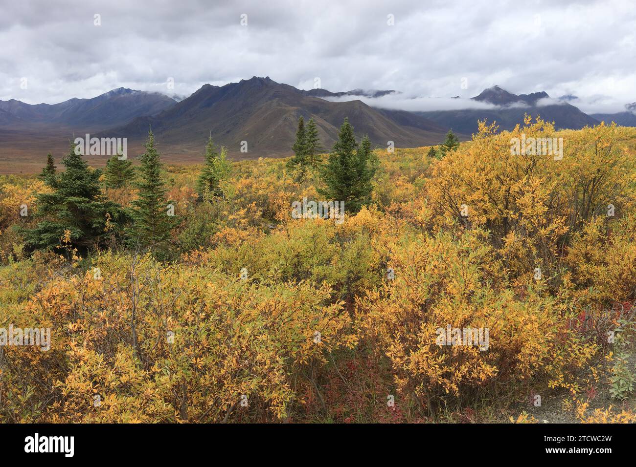 Yellowing trees in Yukon Stock Photo - Alamy