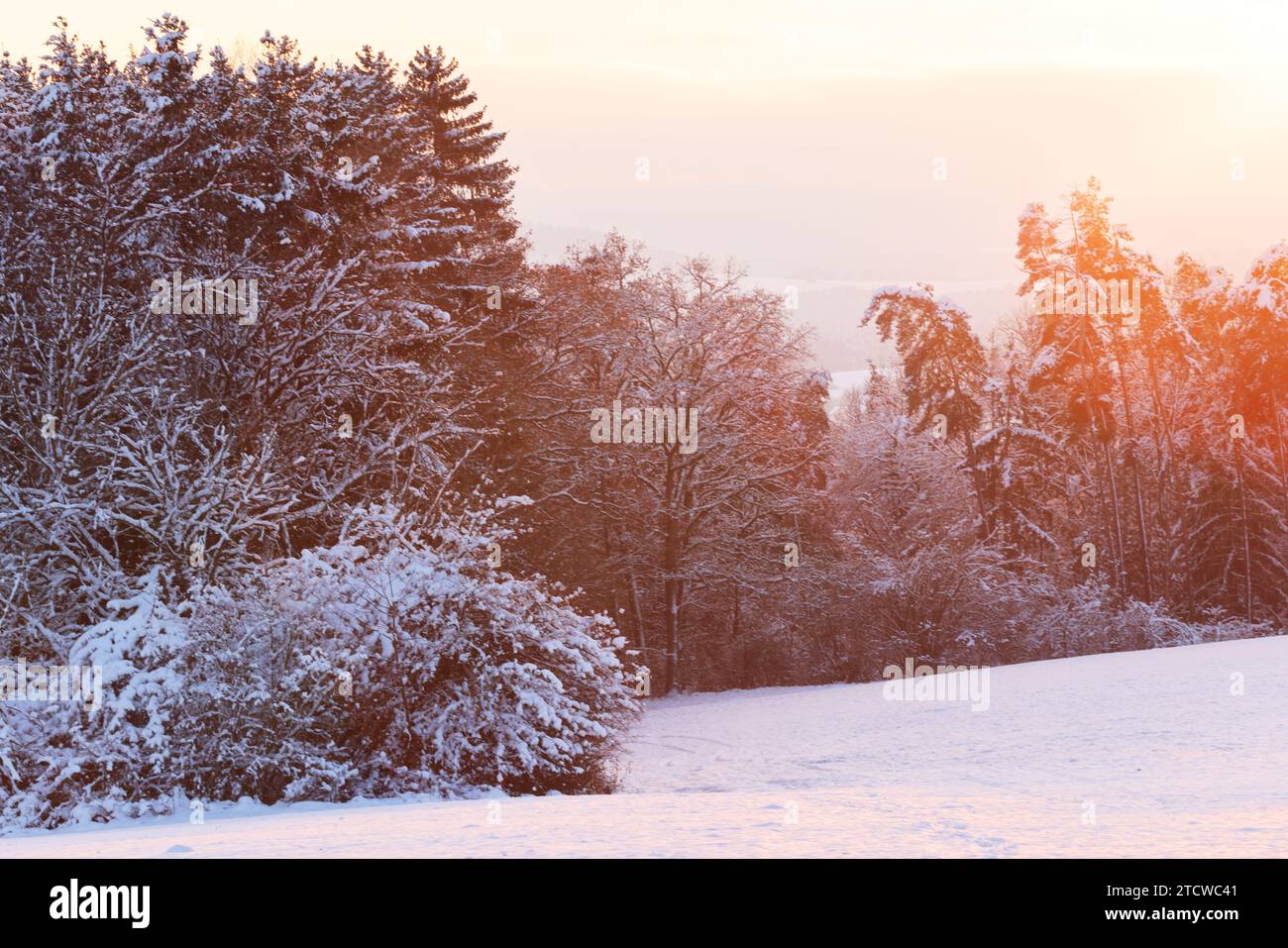 Winter, Baum, Bayern, Oberpfalz, Winterbaum, Schnee, Eis ...