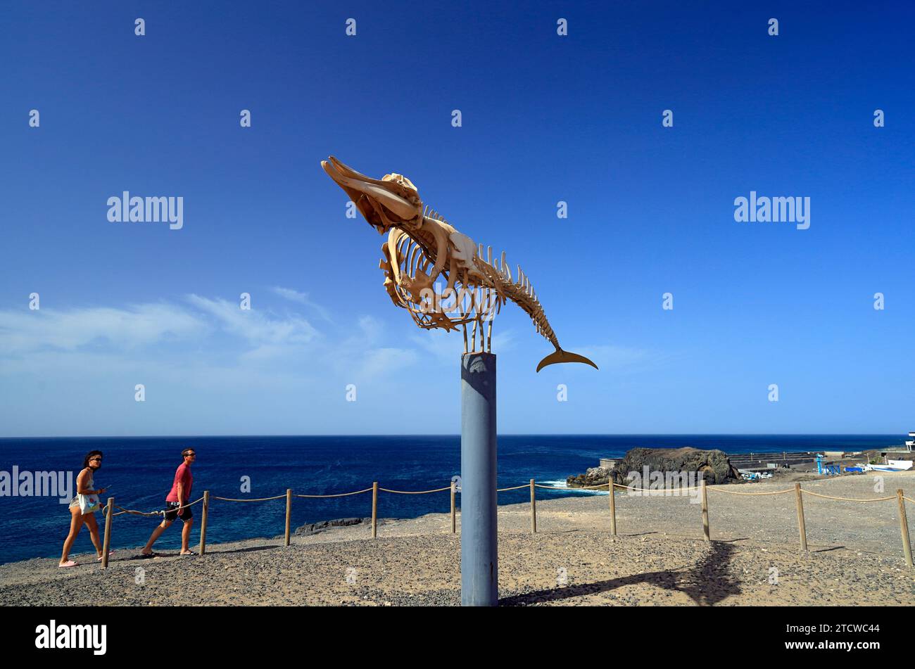 Cuvier's Beaked Whale Skeleton (Ziphius cavirostris), El Cotillo ...